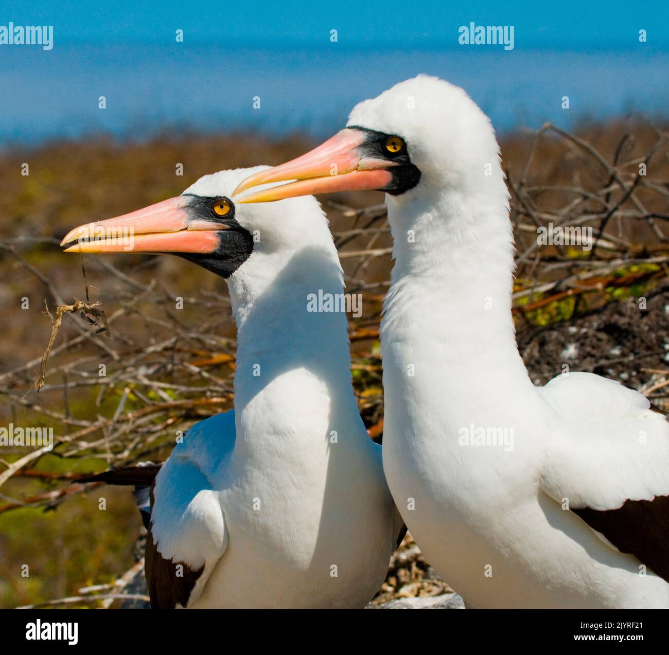 Portrait of the pair Masked booby (Sula dactylatra). The Galapagos ...
