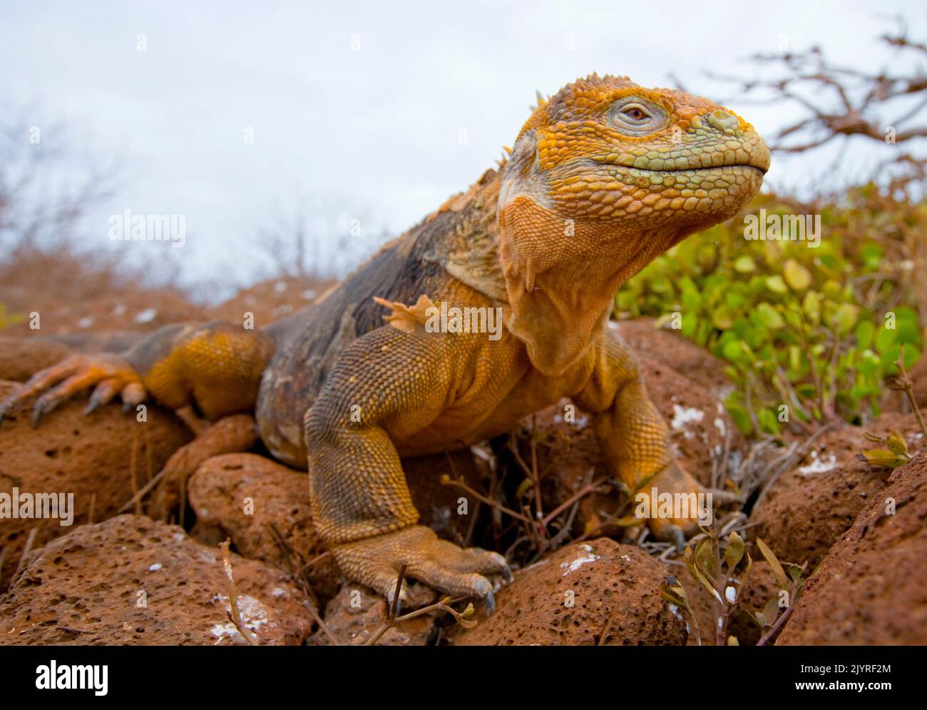 Galapagos land iguana (Conolophus subcristatus) is sitting on the rocks ...