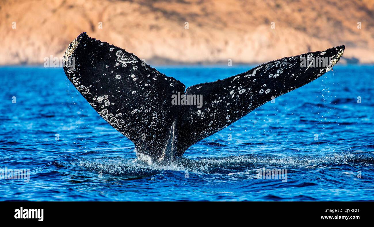 Tail of the Humpback whale (Megaptera novaeangliae). Mexico. Sea of ...