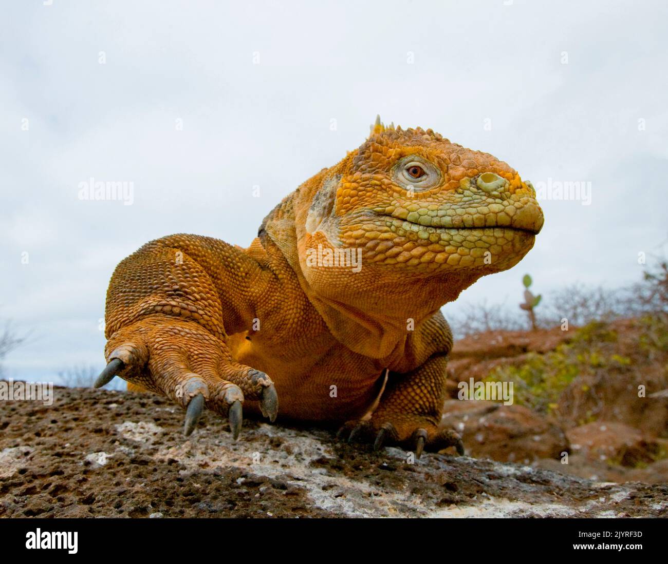 Galapagos land iguana (Conolophus subcristatus) is sitting on the rocks ...