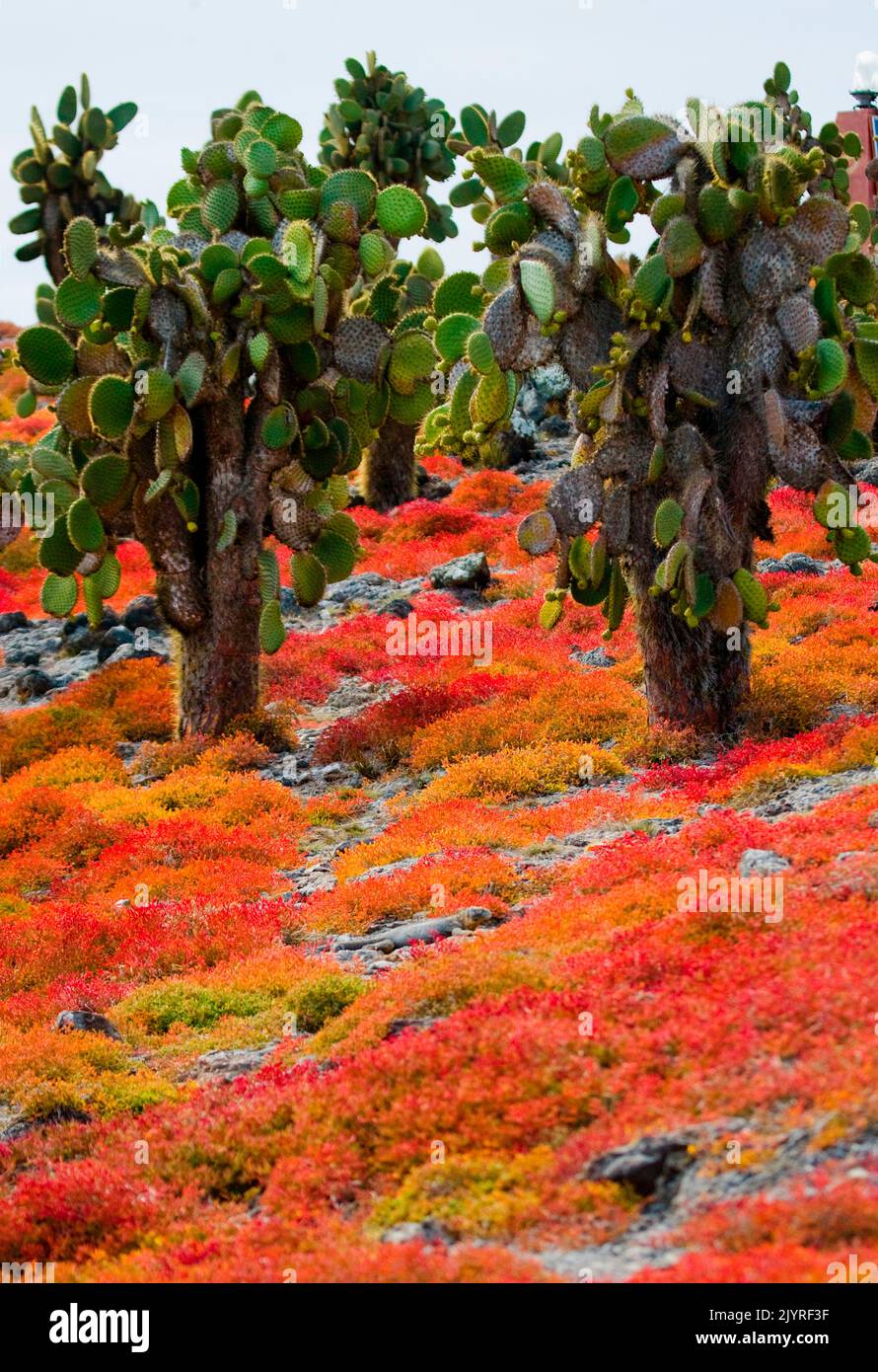 Prickly pear cactus (Opuntia) on the island. The Galapagos Islands ...