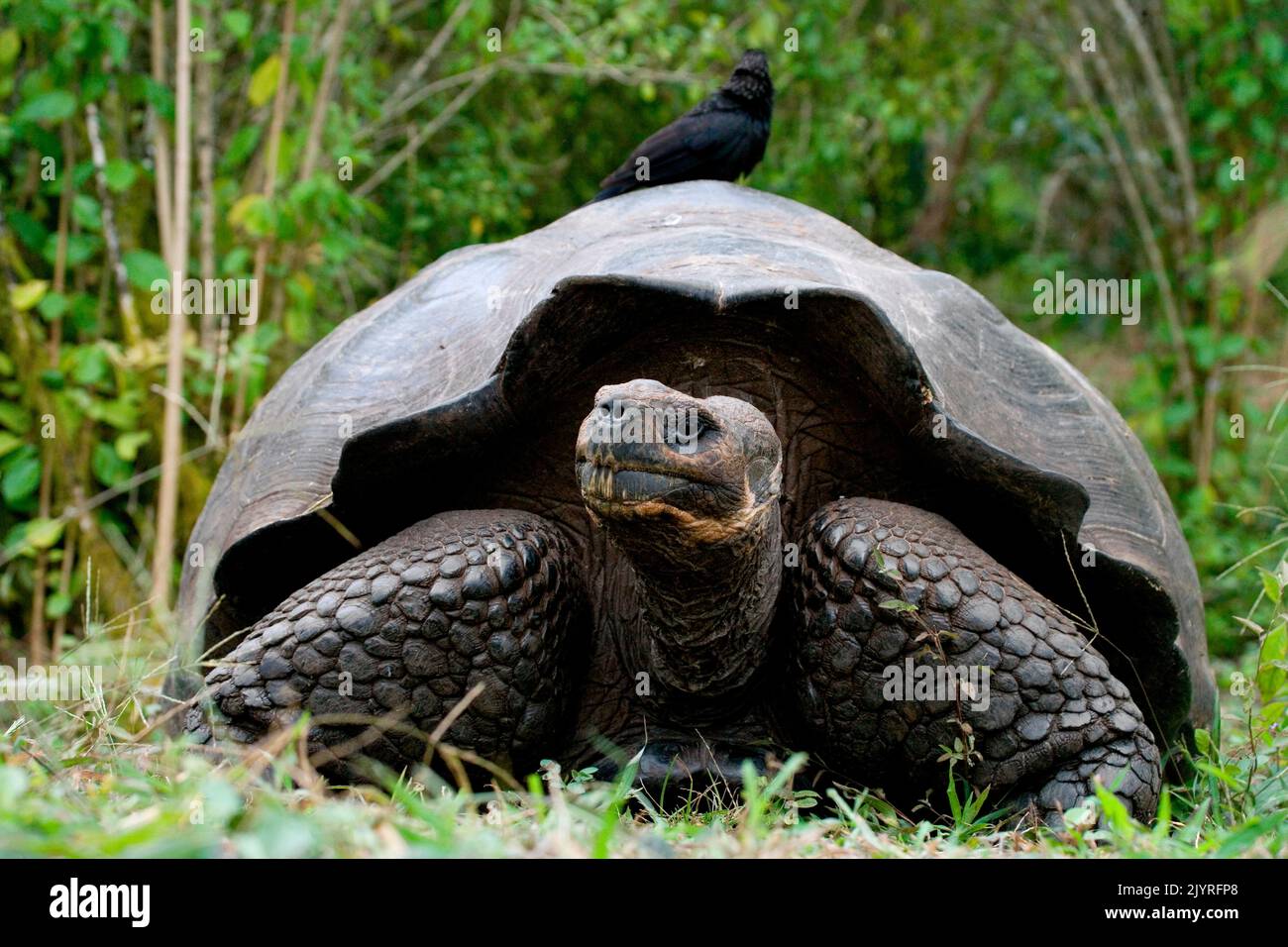 Giant turtle (Chelonoidis elephantopus) in the grass. Galapagos Islands ...