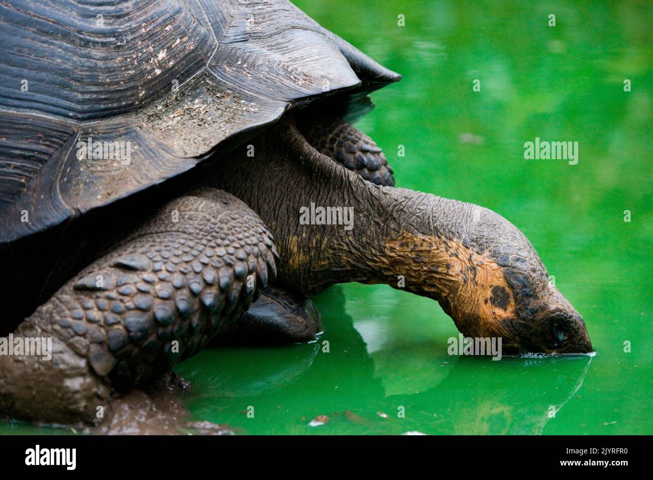 Gigantic tortoise (Chelonoidis elephantopus) is drinking water from a ...