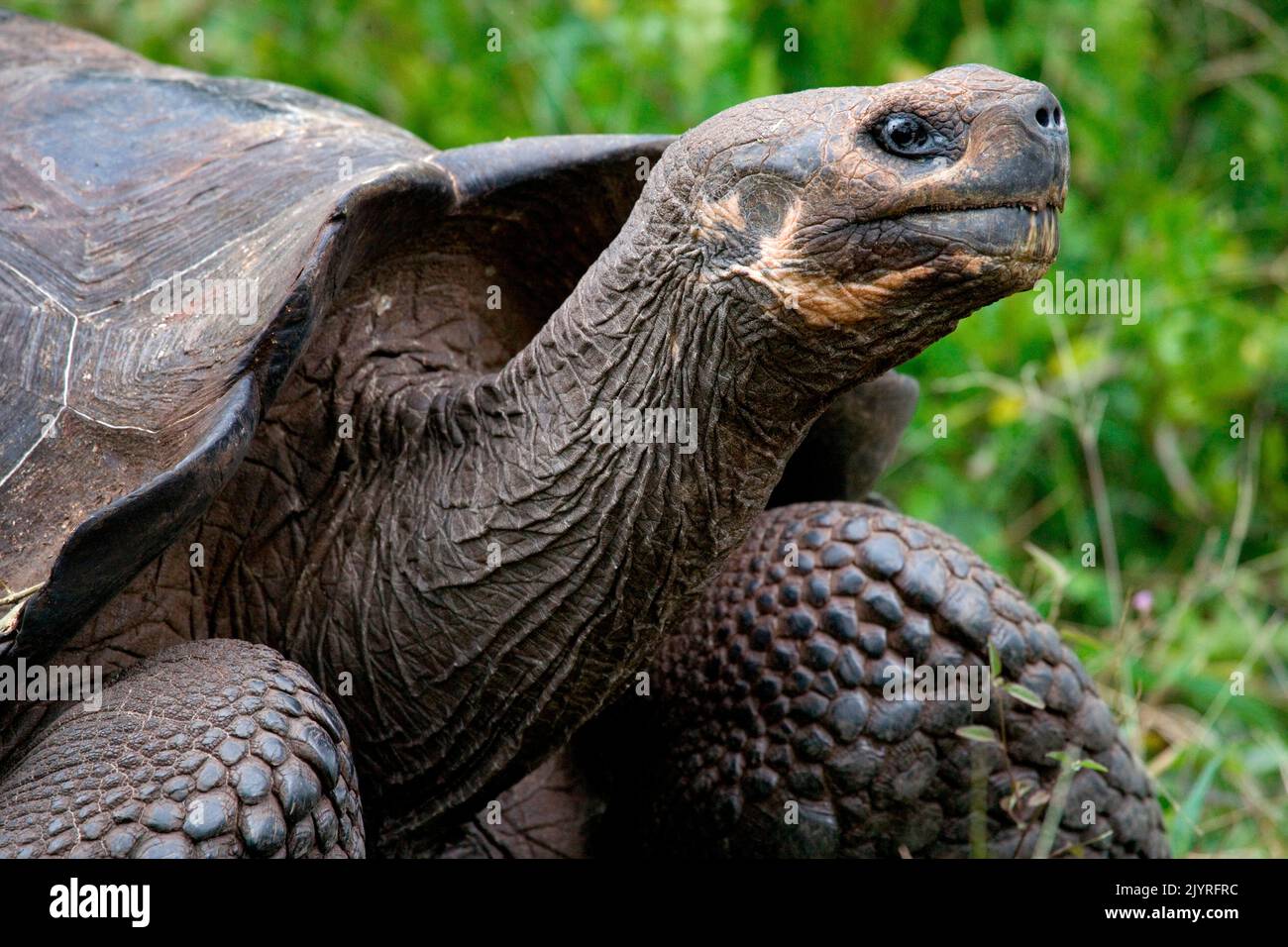 Galapagos giant tortoise chelonoidis sp hi-res stock photography and ...