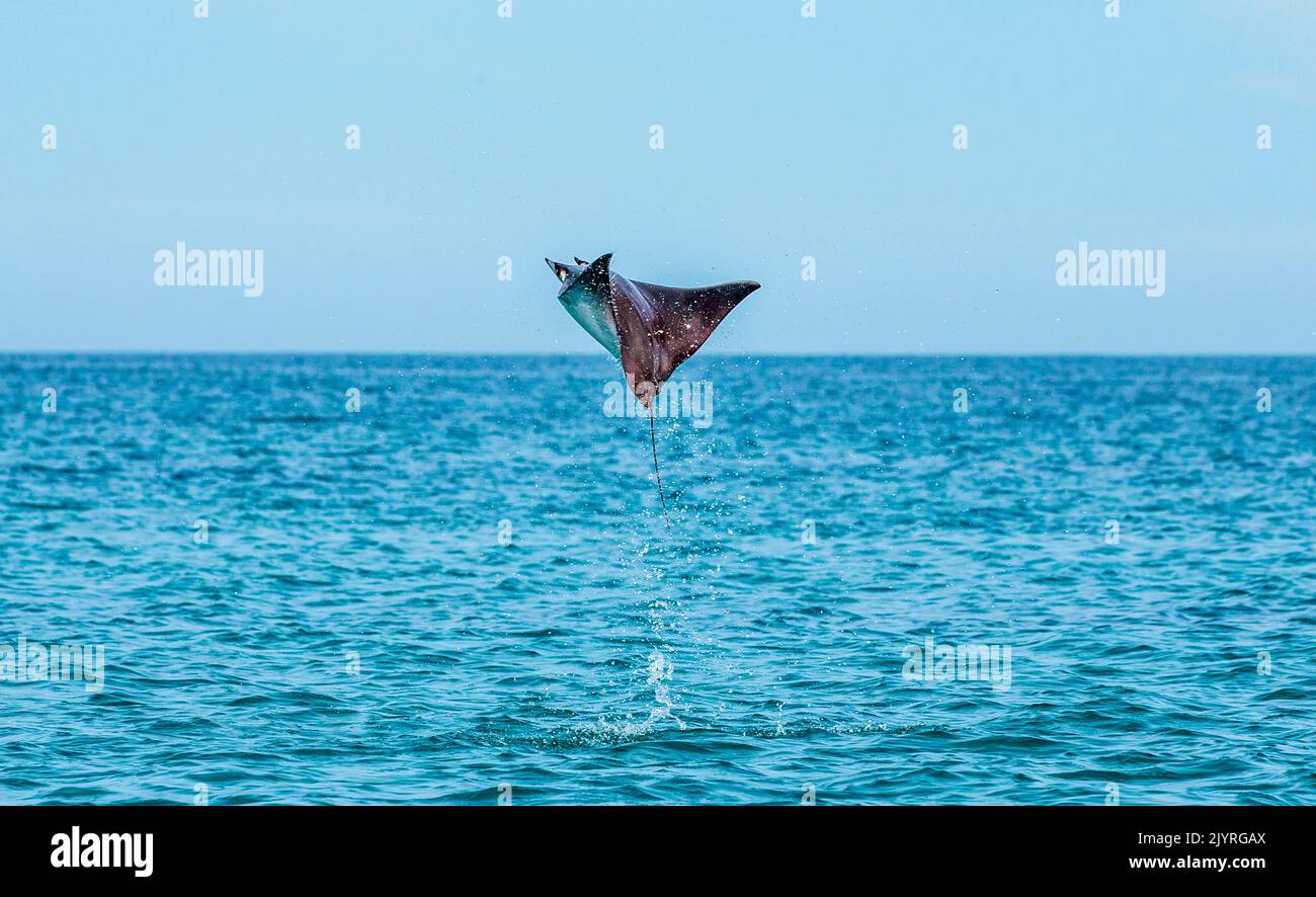 Mobula rays is jump out of the water. Mexico. Sea of Cortez. California ...