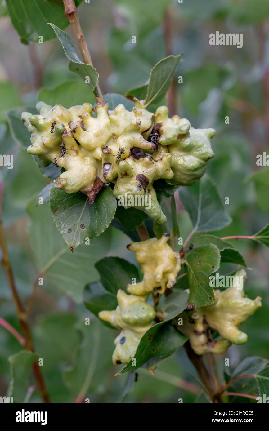Galls caused by Poplar gall aphid (Pemphigus vesicarius) on Black ...