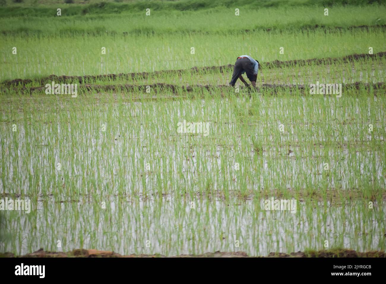 Haryana farming hi-res stock photography and images - Alamy