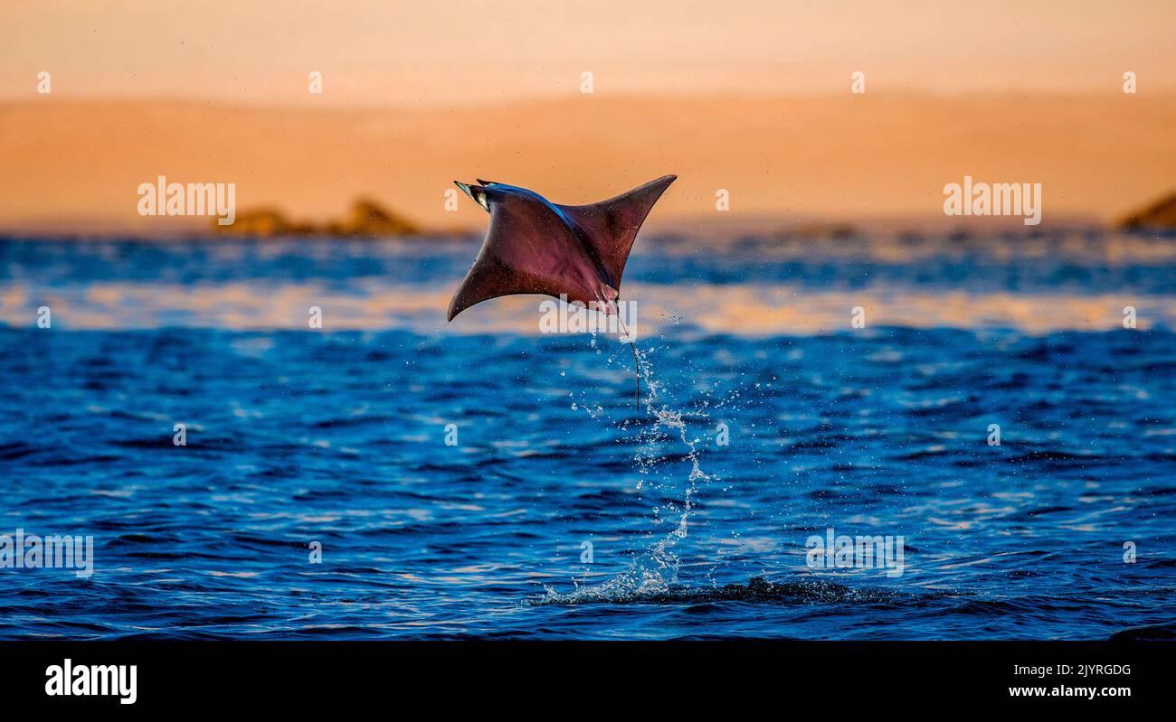 Mobula ray is jumps out of the water. Mexico. Sea of Cortez. Cal Stock ...