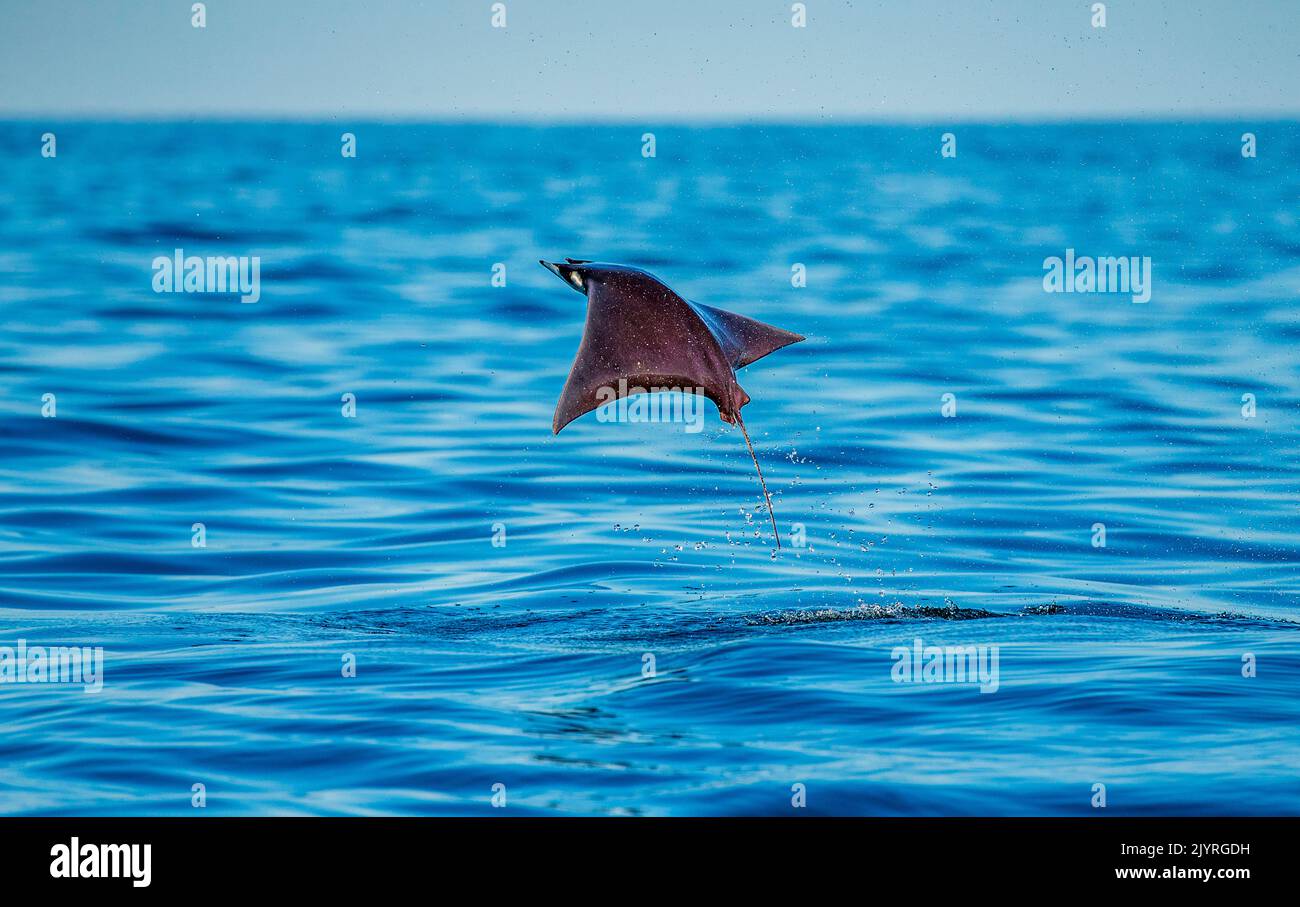 Mobula rays is jump out of the water. Mexico. Sea of Cortez. California ...