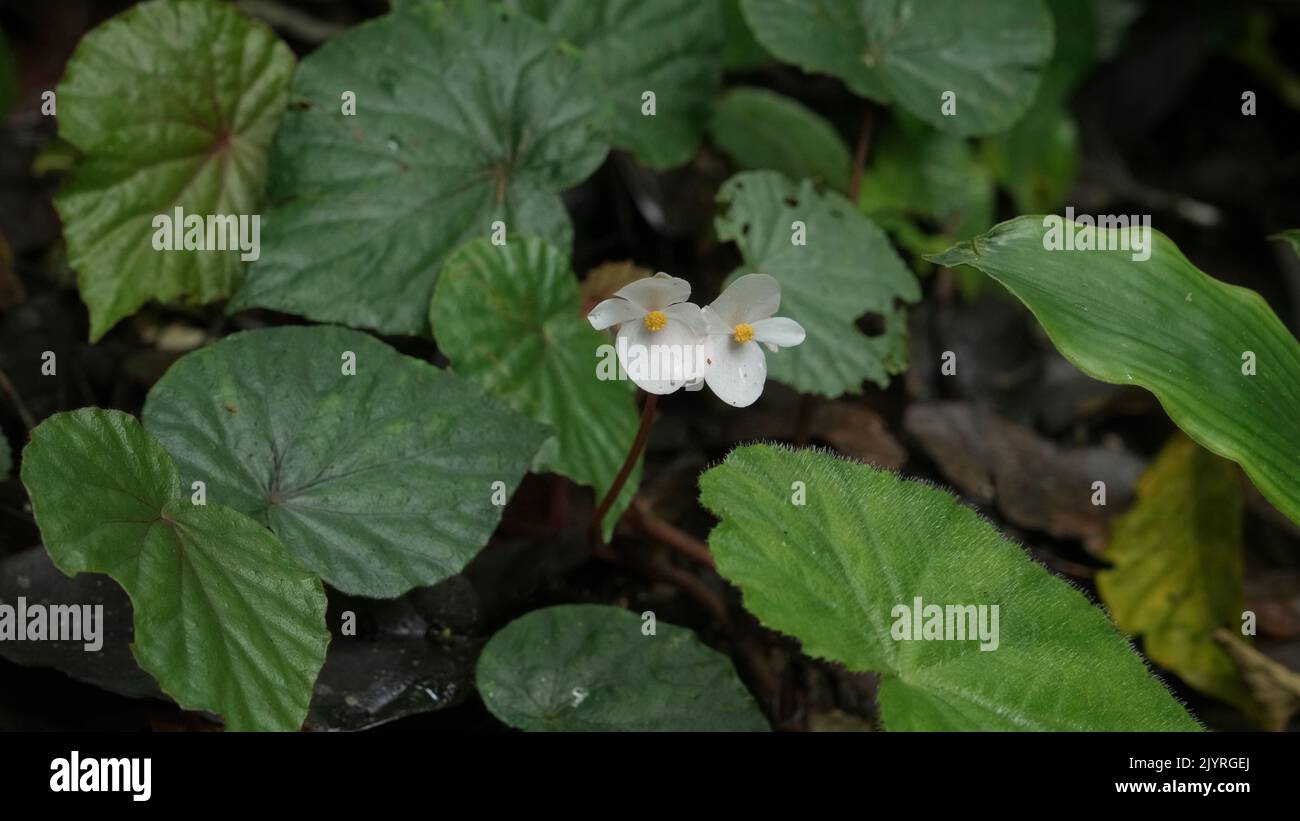 Begonia palmata, Mountain forest, Halimun Salak National Park, West ...