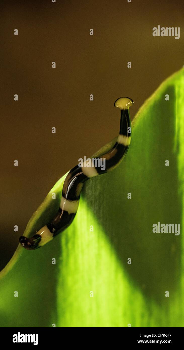 Hammerhead worm (Bipalium sp) on a leave, North Sumatra, Indonesia ...