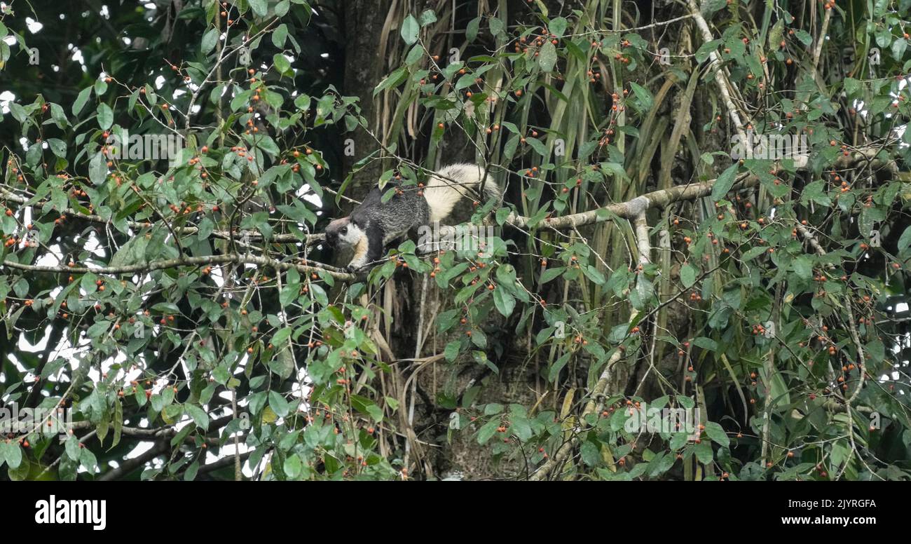 Giant java fig tree hi-res stock photography and images - Alamy
