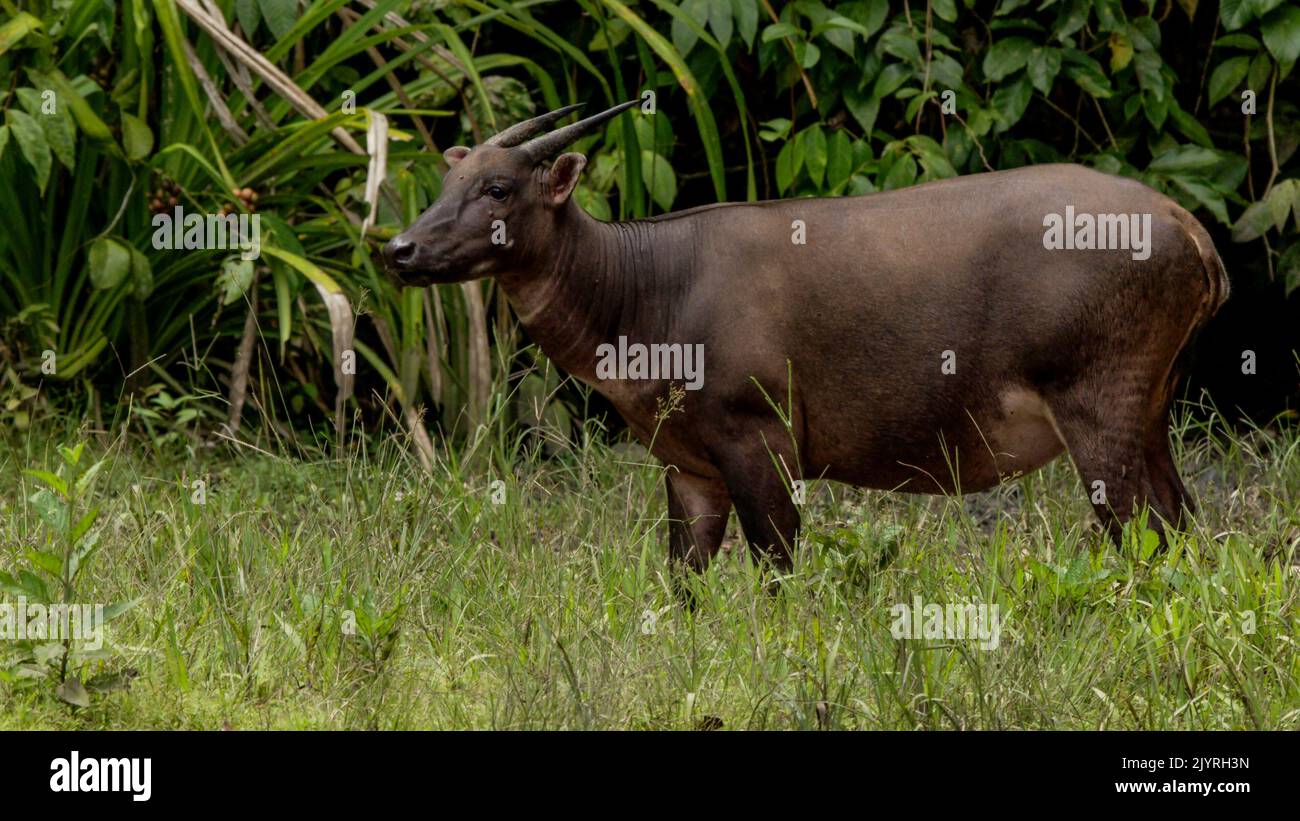 Bubalus depresicornis hi-res stock photography and images - Alamy