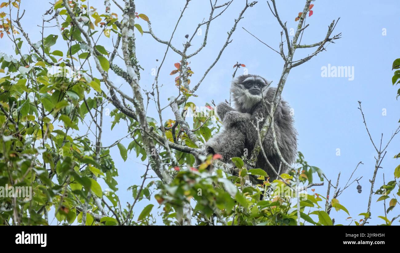 Javan gibbon or silvery gibbon ( Hylobates moloch ) Resting position on ...
