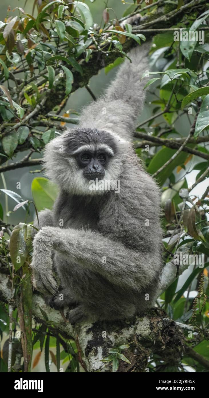 Javan gibbon or silvery gibbon (Hylobates moloch) Resting position on ...