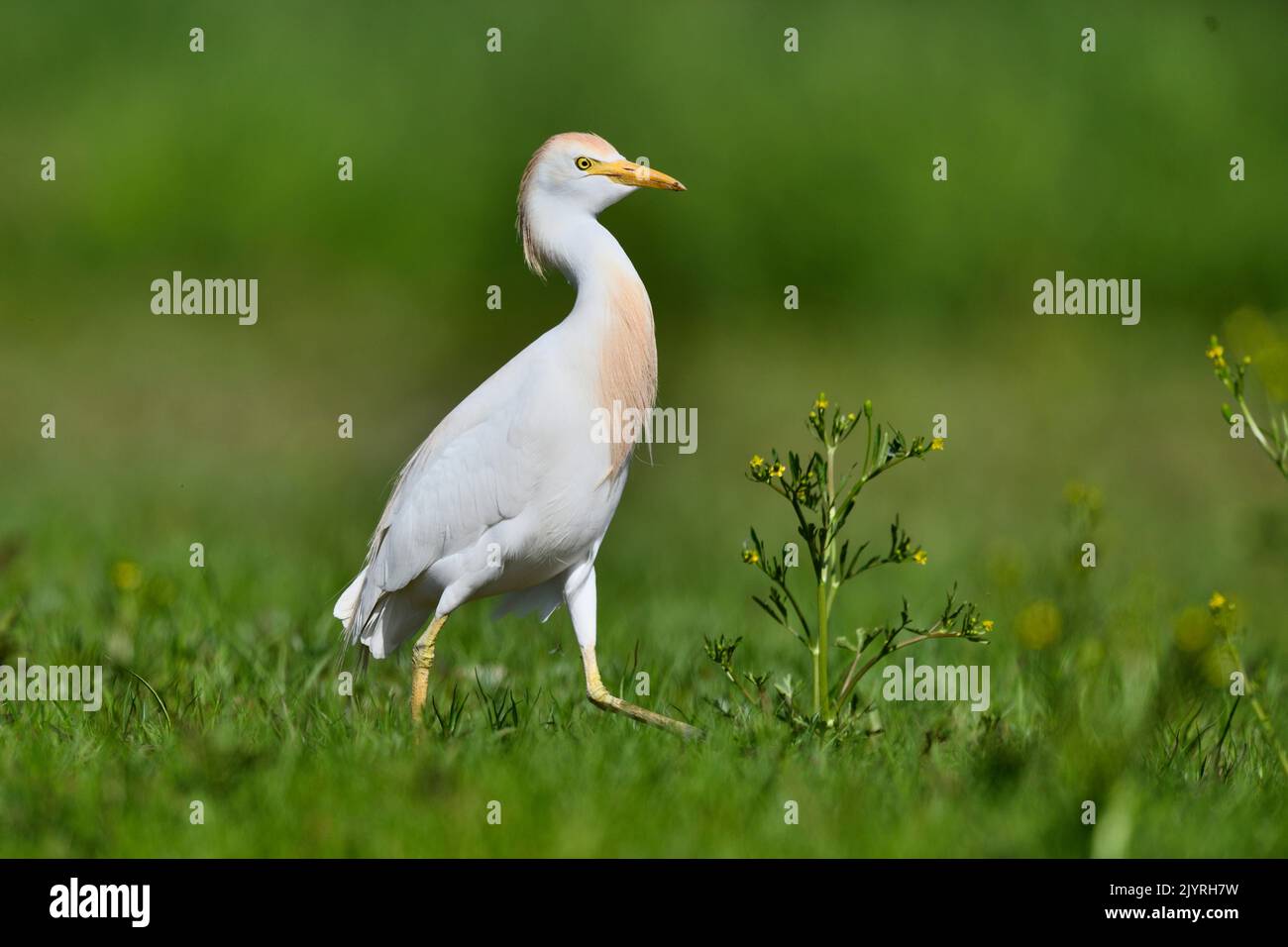 Cattle Egret (Bubulcus ibis) walking on grass, France Stock Photo - Alamy