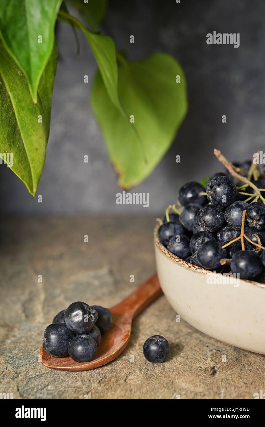 Closeup Black Chokeberry Berries Aronia Melanocarpa Stock Photo - Alamy