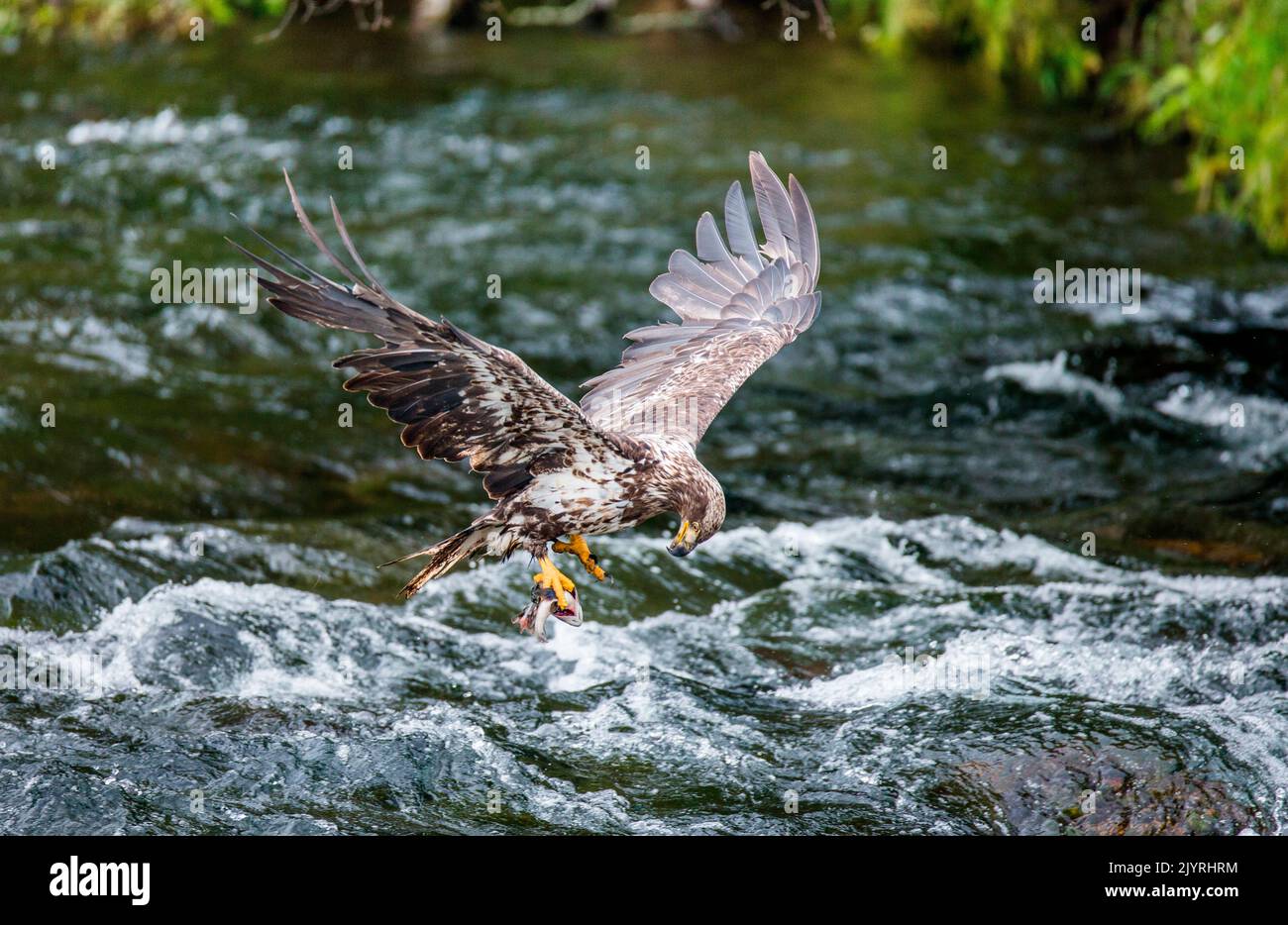 Eagle is flying with prey in its claws. Alaska. Katmai National Stock ...