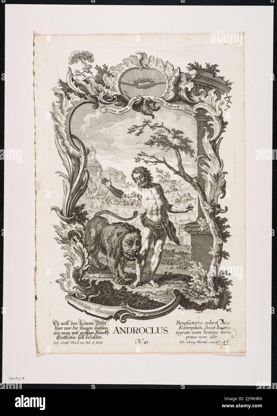 Androclus hi-res stock photography and images - Alamy