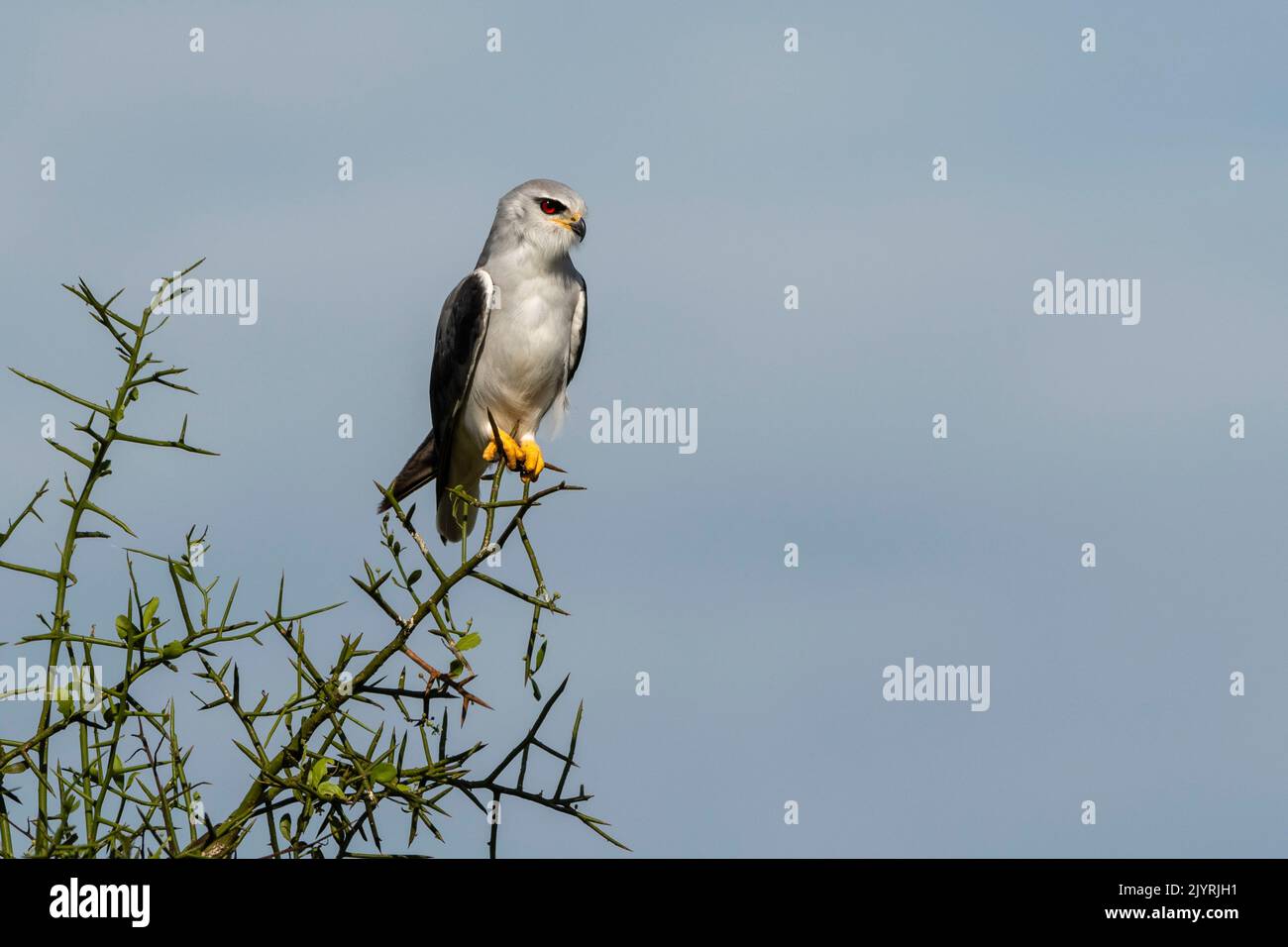 Black-shouldered kite (Elanus caeruleus), Lualenyi, Tsavo Conservation ...
