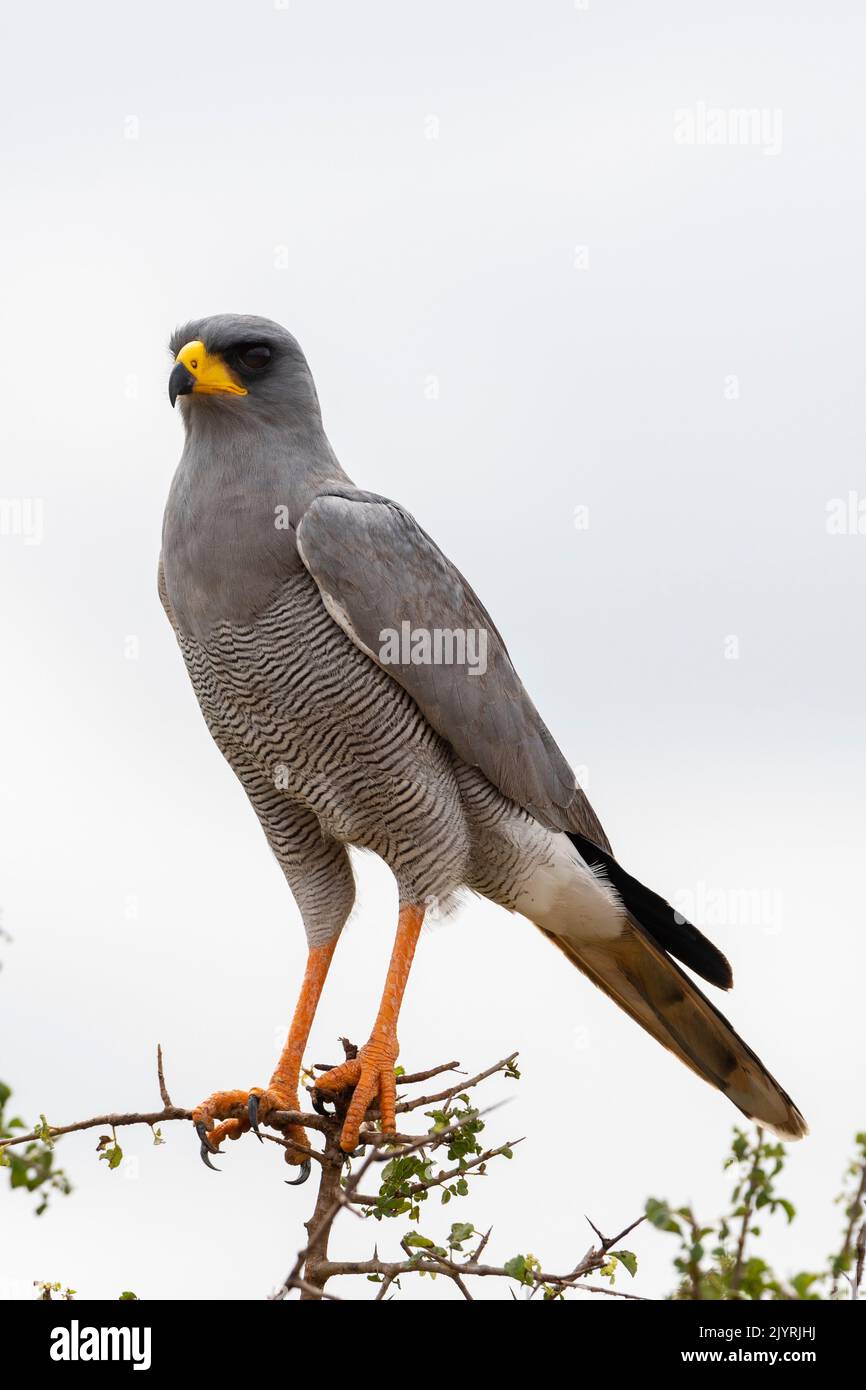 Eastern chanting goshawk (Melierax poliopterus), Lualenyi, Tsavo ...