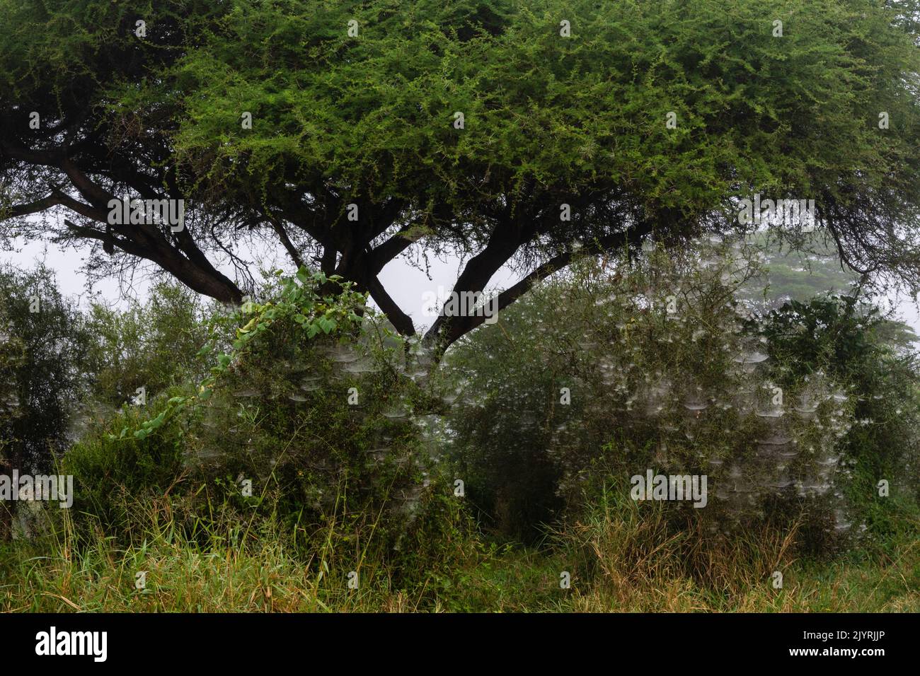 Spider nets, Lualenyi, Tsavo Conservation Area, Kenya Stock Photo - Alamy