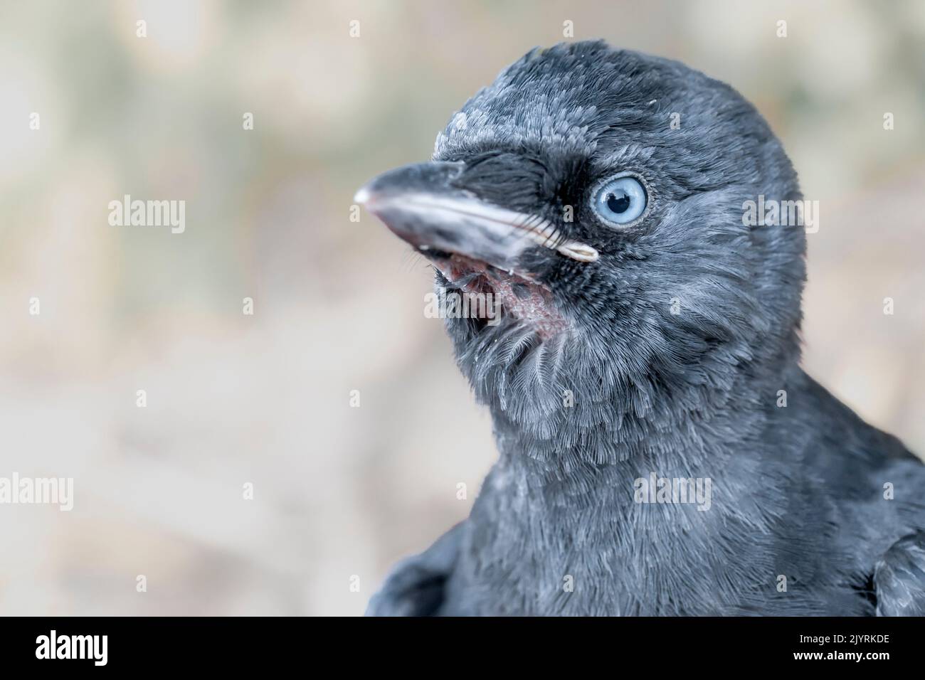Jackdaw corvus monedula immature hi-res stock photography and images ...