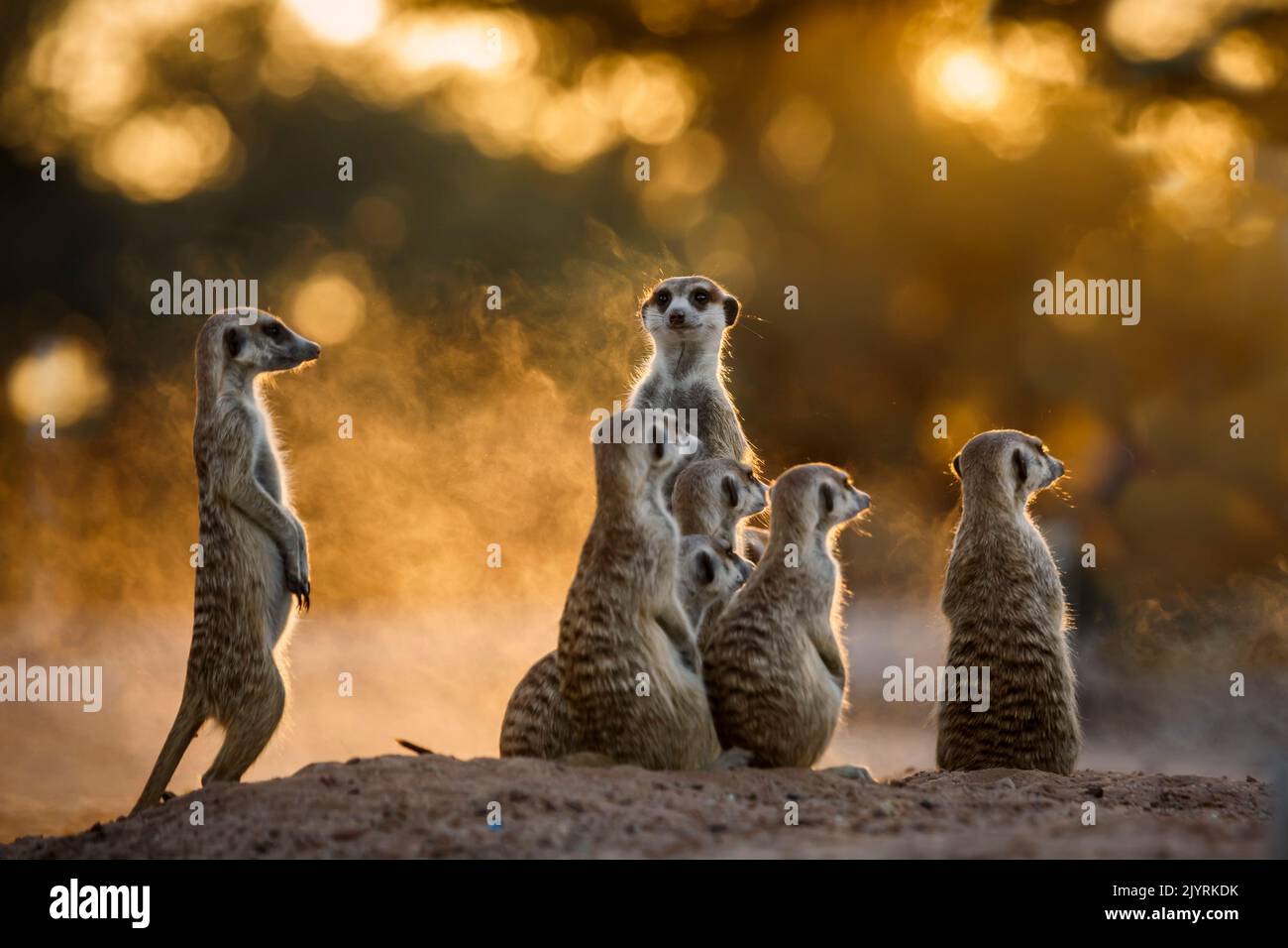 Meerkat colonies hi-res stock photography and images - Alamy