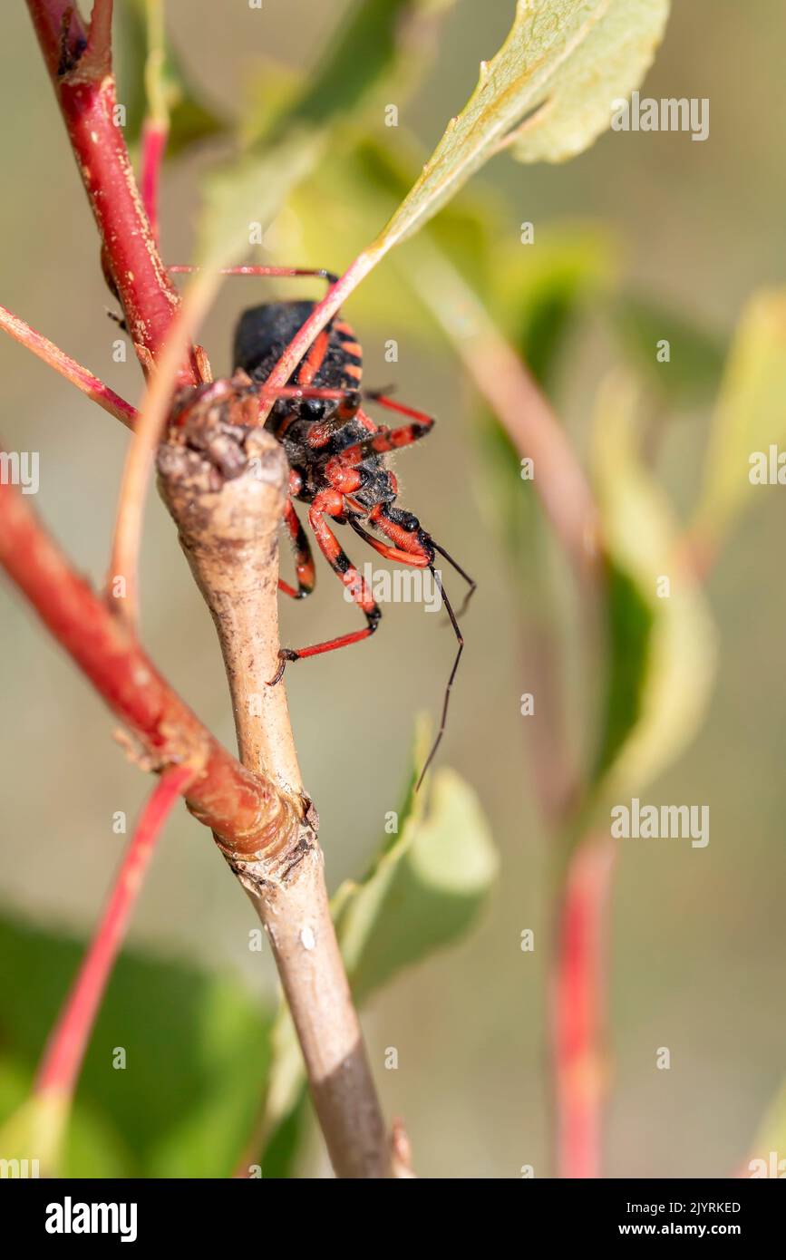 Assassin bug (Rhinocoris iracundus) waiting to ambush prey on Black ...