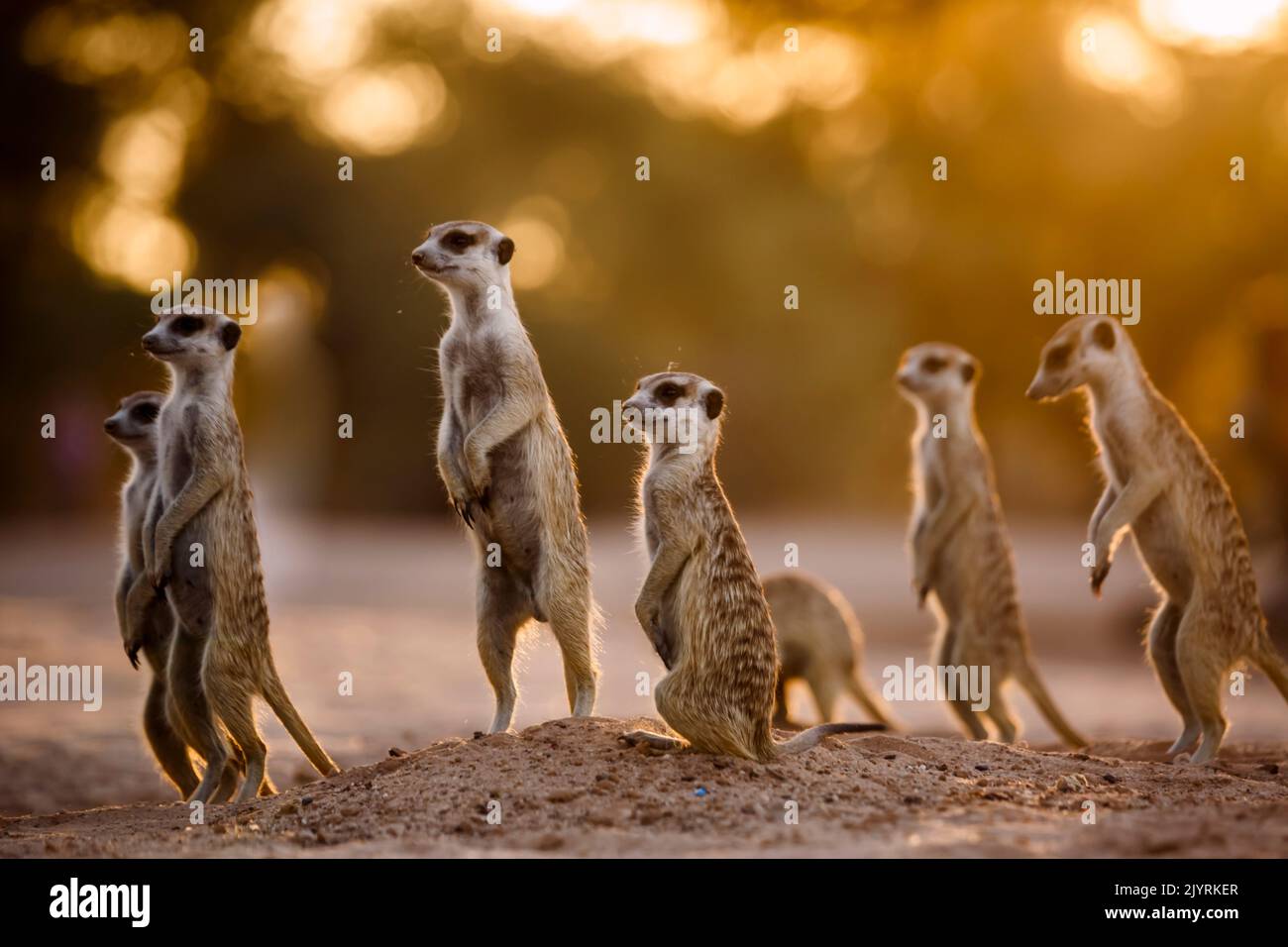 Meerkat colonies hi-res stock photography and images - Alamy