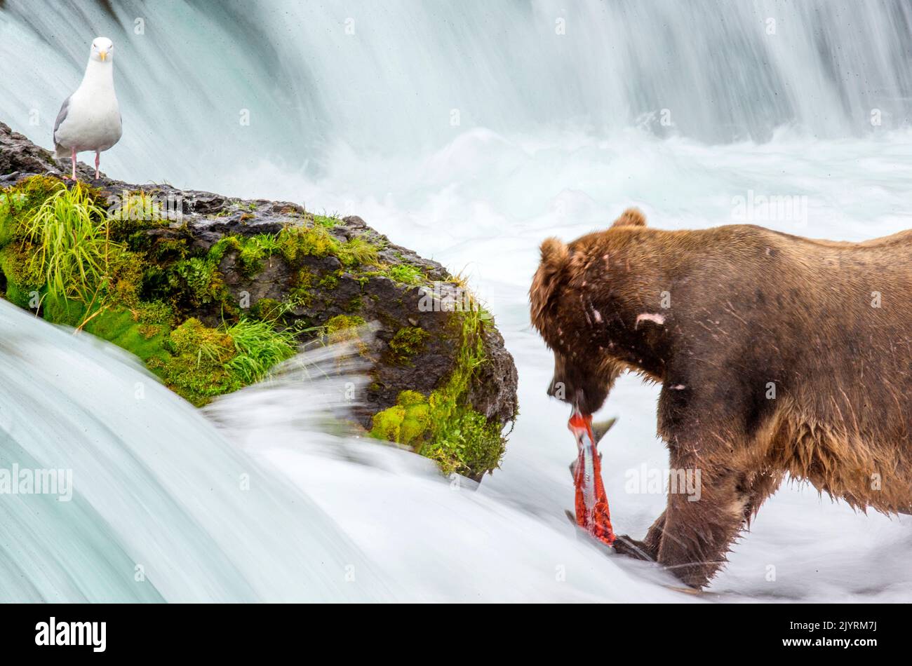 Alaska Peninsula brown bear (Ursus arctos horribilis) is eating salmon ...