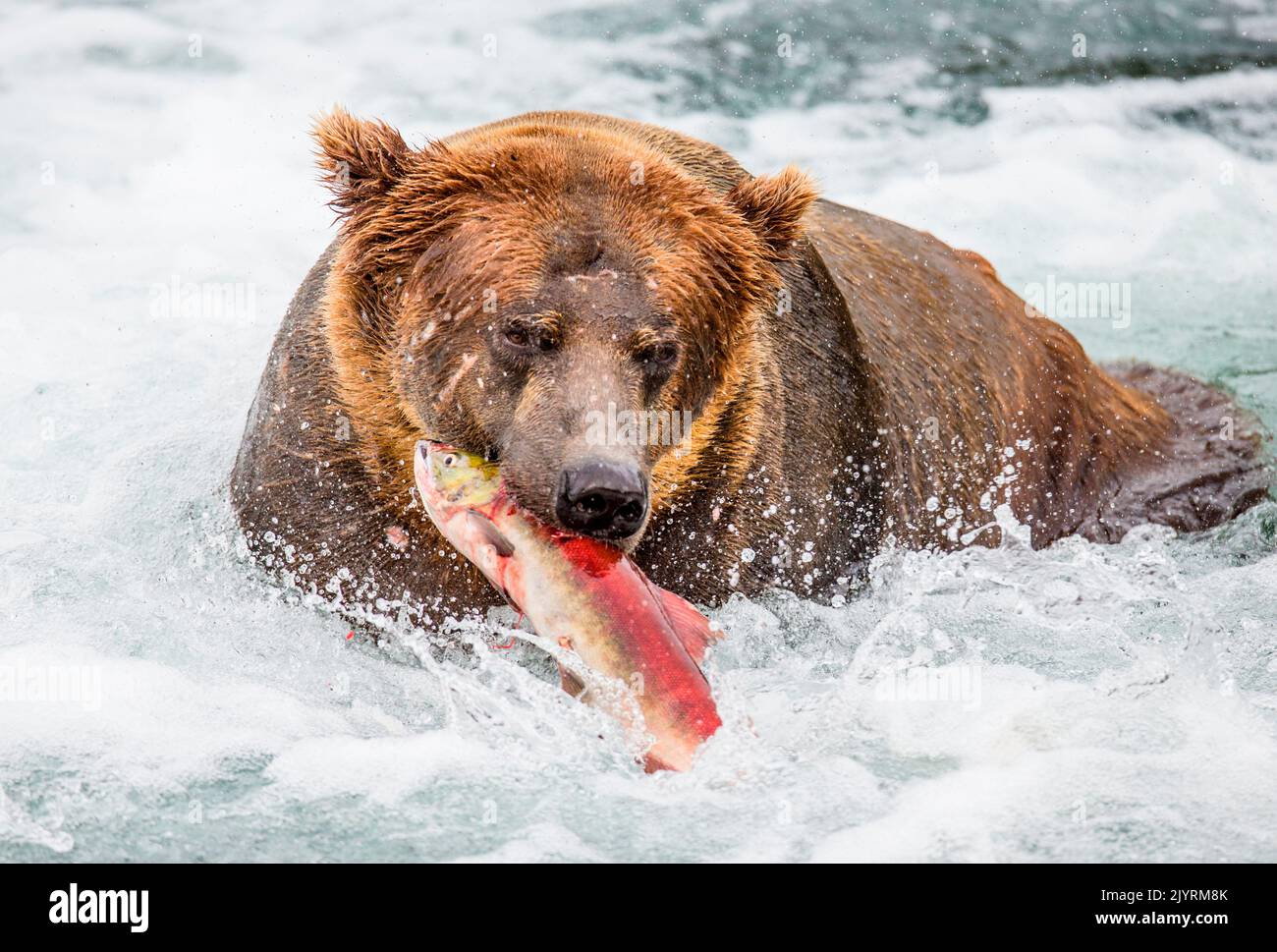 Alaska Peninsula brown bear (Ursus arctos horribilis) is catching ...