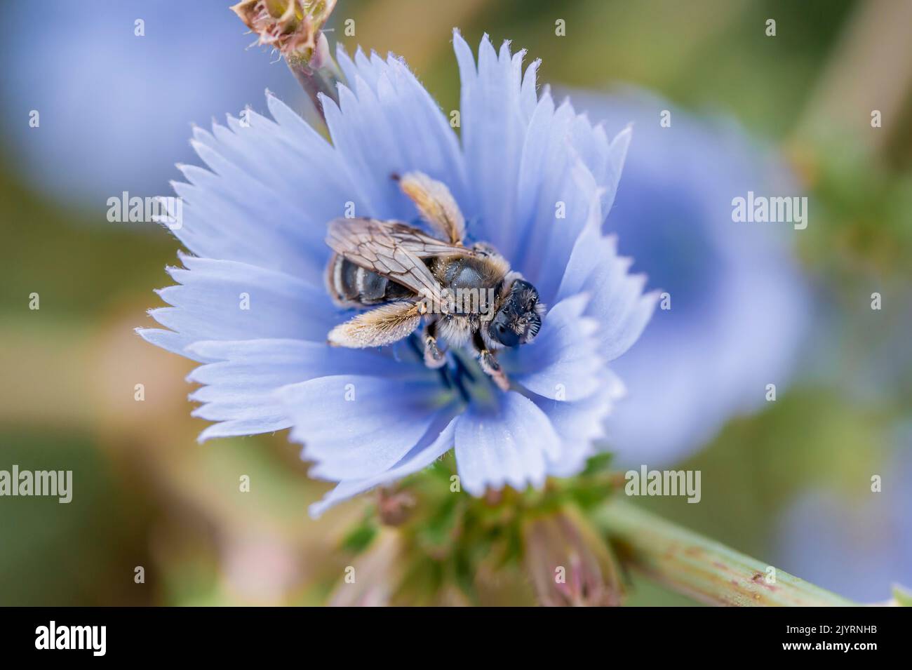 Long-horned bee (Eucera sp.) female on Common chicory (Cichorium ...