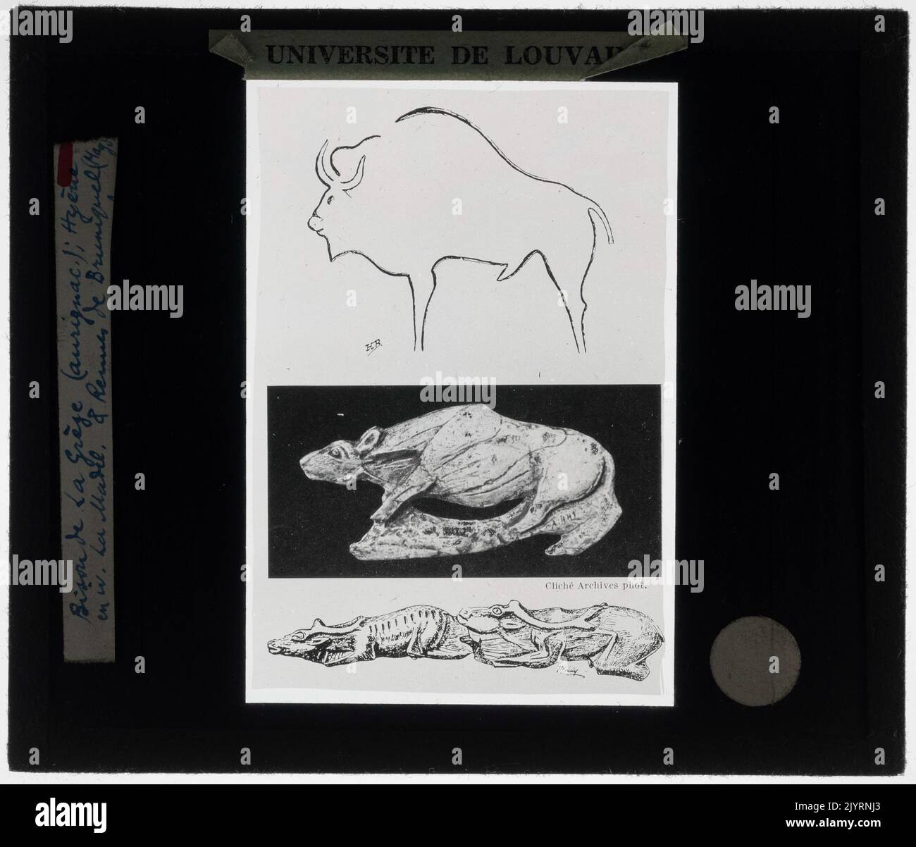 Bizon (1), crawling hyena (2), swimming reindeer (3 Stock Photo - Alamy