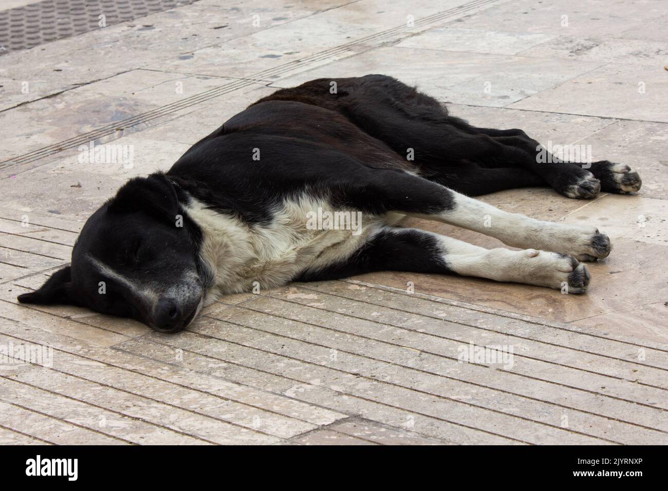 Cute dog in the street Stock Photo - Alamy