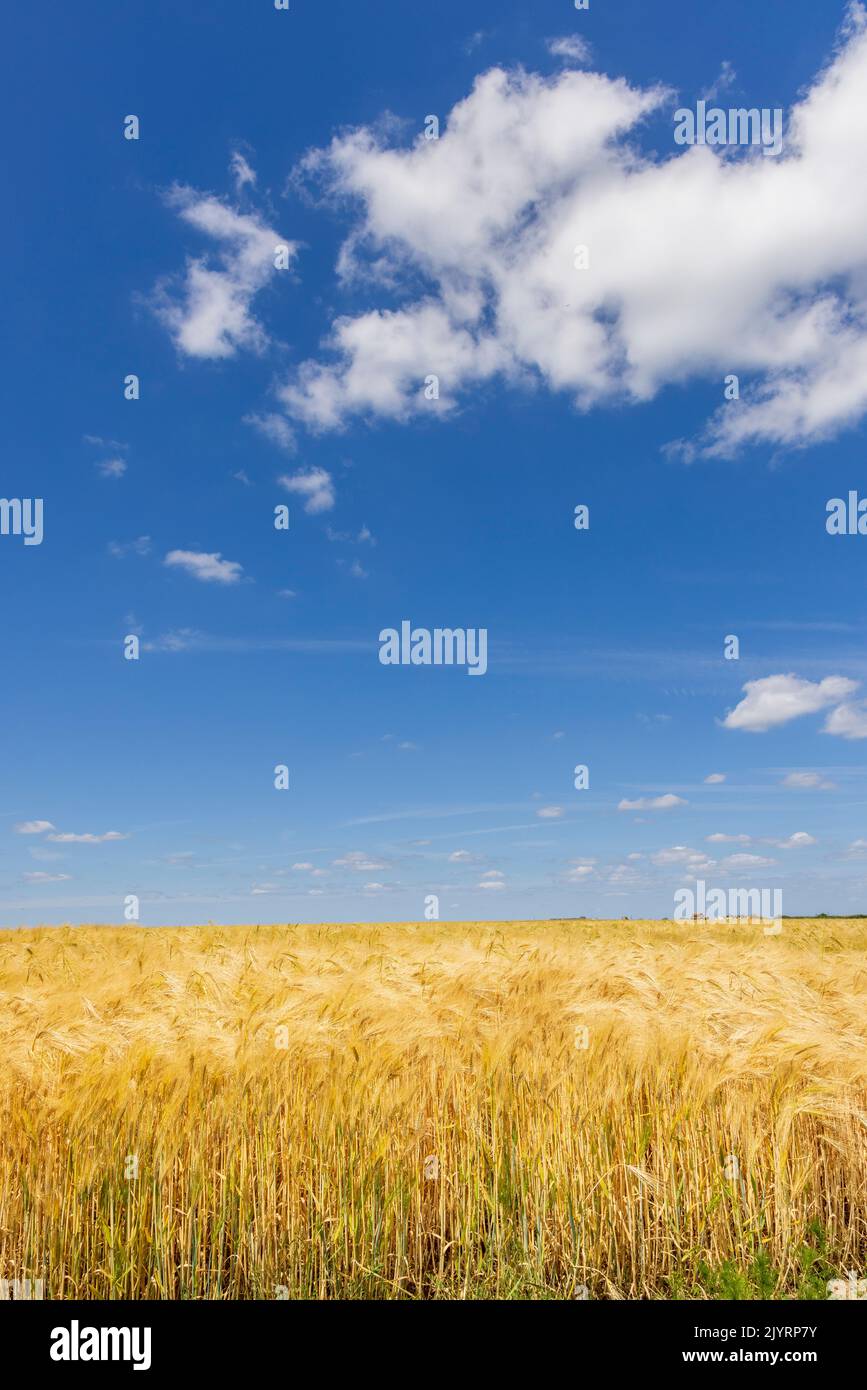 Barley field, spring, Pas de Calais, France Stock Photo - Alamy
