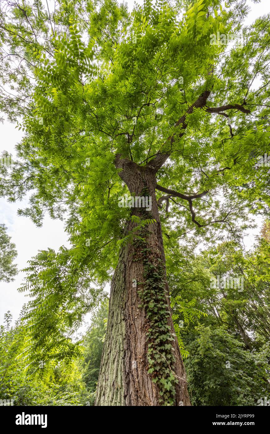Black Walnut (Juglans nigra), summer, Pas de Calais, France Stock Photo ...