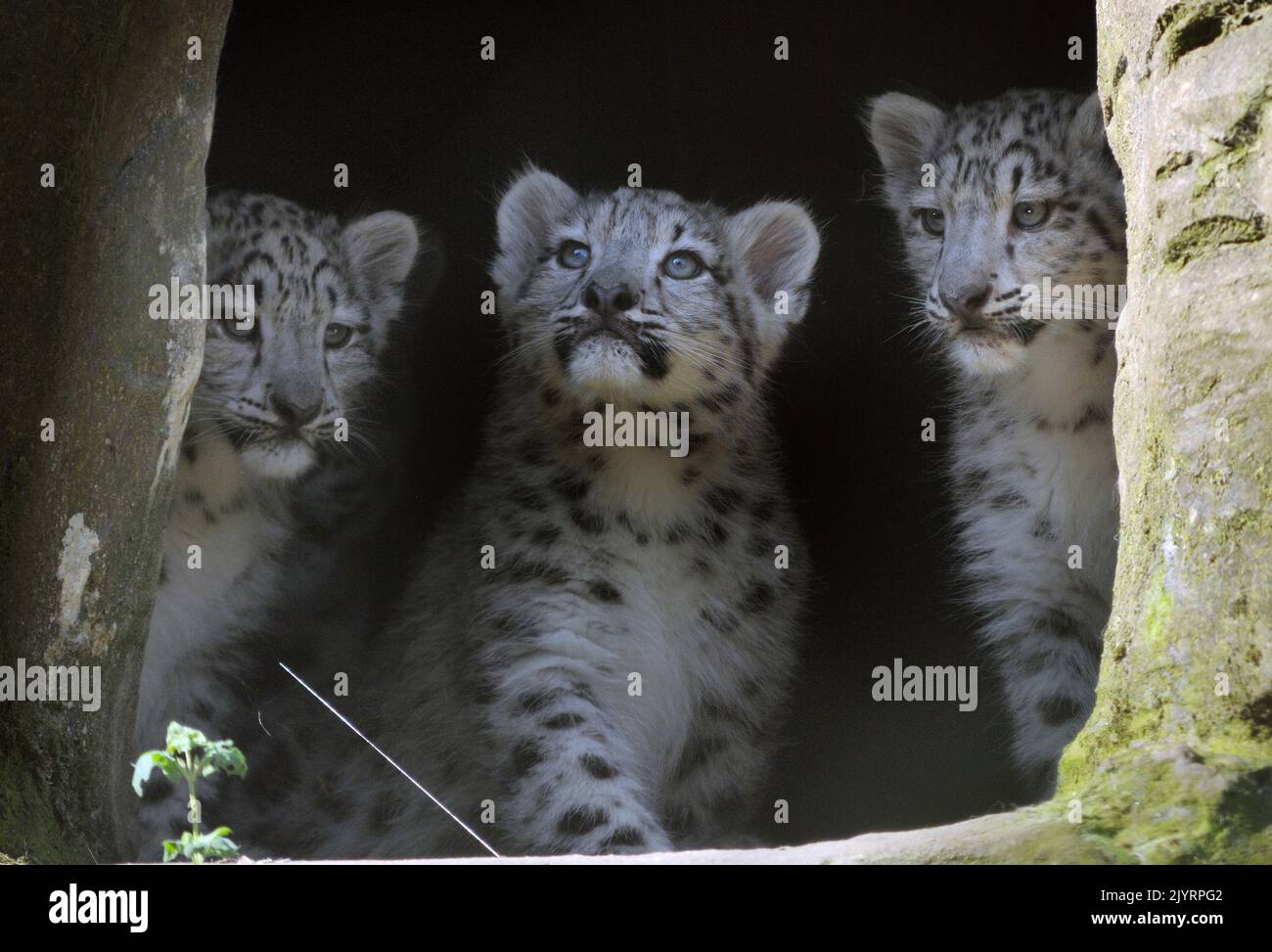 THREE VERY RARE SNOW LEOPARD CUBS SEE DAYLIGHT FOR THE FIRST TIME AS ...