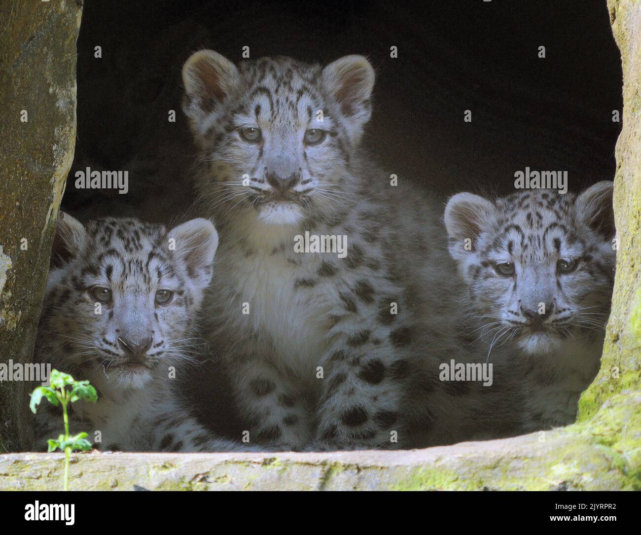 THREE VERY RARE SNOW LEOPARD CUBS SEE DAYLIGHT FOR THE FIRST TIME AS ...