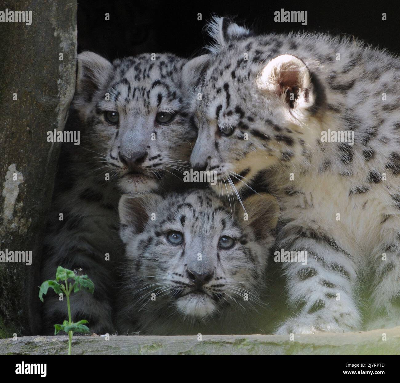 THREE VERY RARE SNOW LEOPARD CUBS SEE DAYLIGHT FOR THE FIRST TIME AS ...