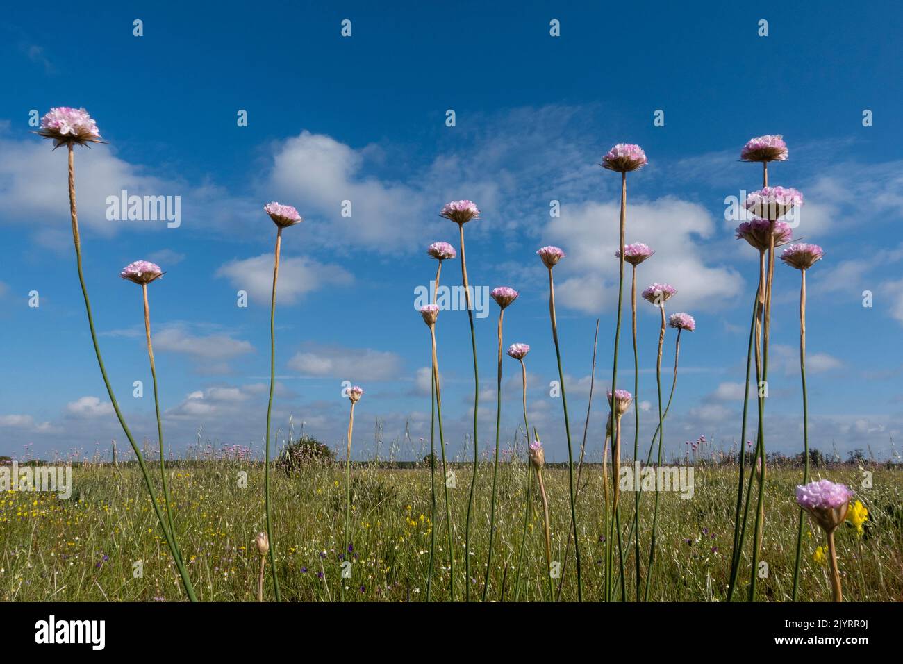 Wildflowers, Donana National & Natural Park, Andalusia, Spain Stock Photo - Alamy