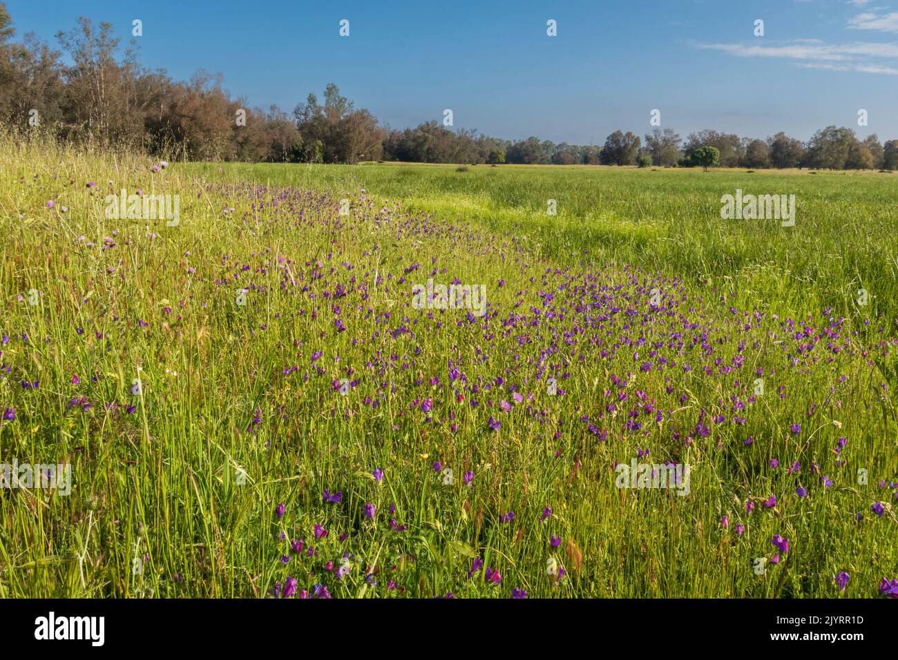 Wildflowers, Donana National & Natural Park, Andalusia, Spain Stock ...