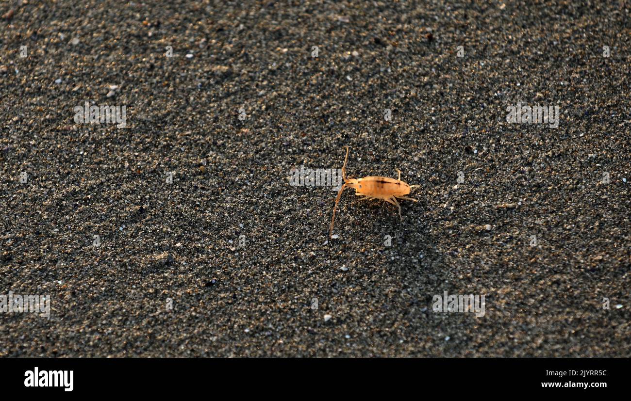 Flea crayfish hi-res stock photography and images - Alamy