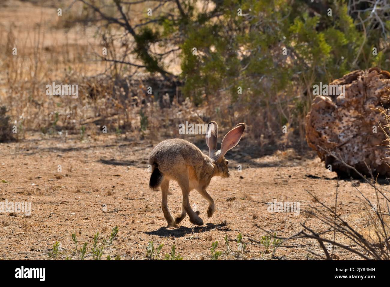 Black-tailed jackrabbit (Lepus californicus deserticola), Joshua?s tree ...