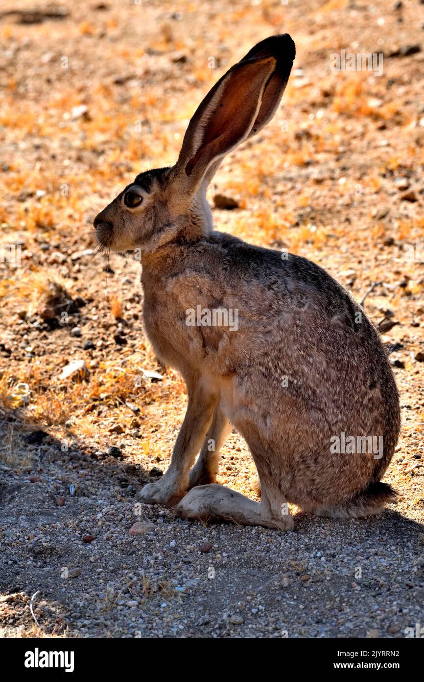 Black-tailed jackrabbit (Lepus californicus deserticola), Joshua?s tree ...