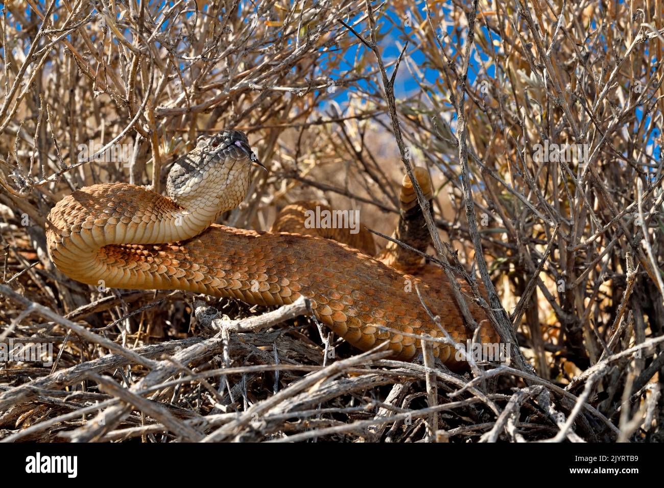 Panamint Rattlesnake (Crotalus stephensi), Central east California, S.W ...