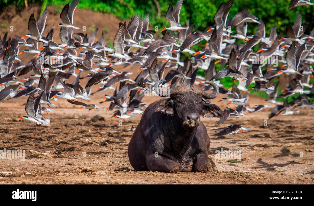 Buffalo is lying on the ground against the background of a big flock of ...