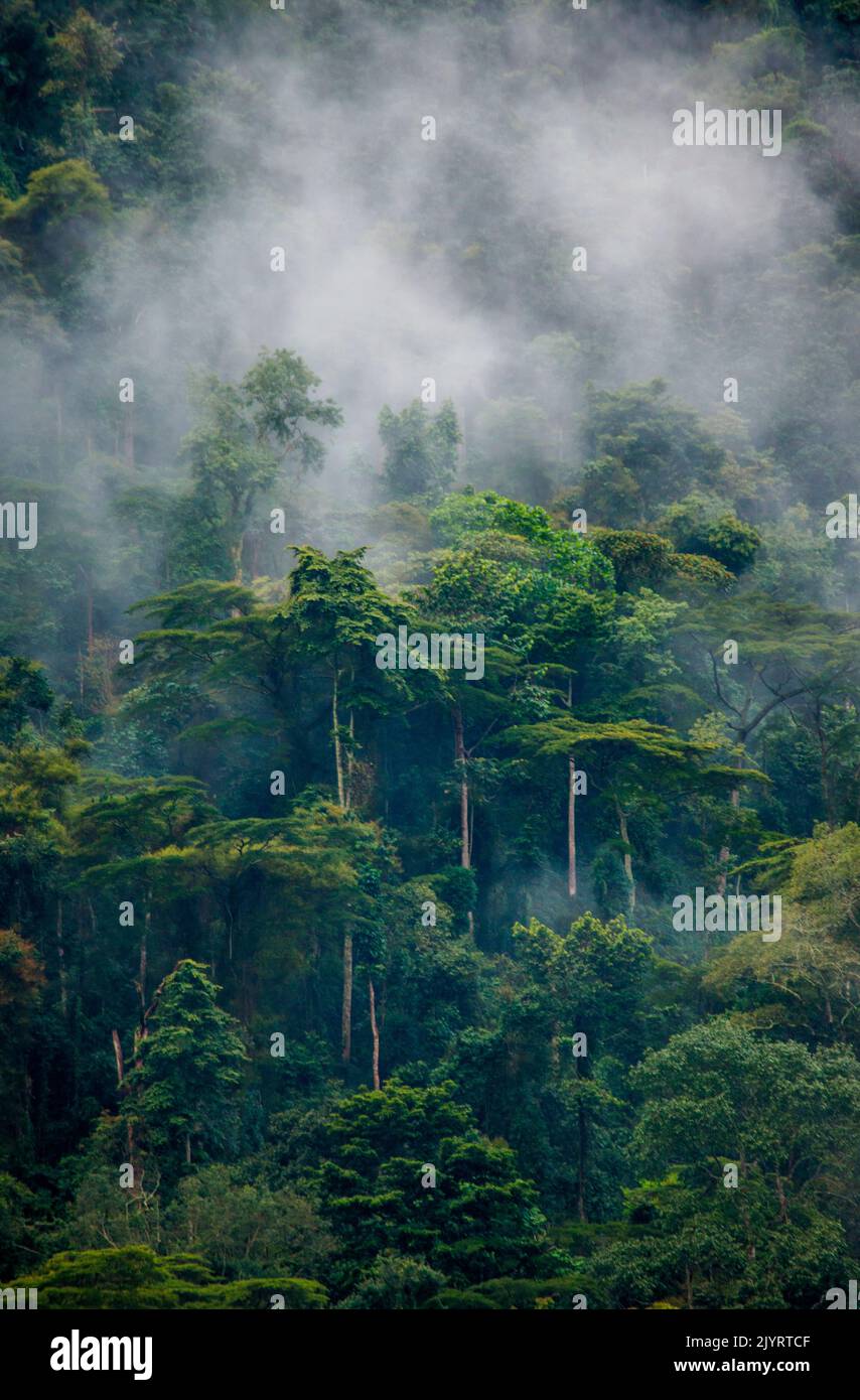 Tropical forest in the morning mist. Bwindi Impenetrable National Park ...