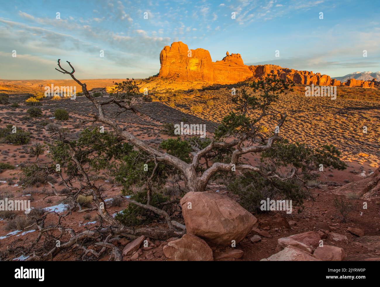 A pinyon pine tree in front of Ham Rock Butte, Arches National Park ...