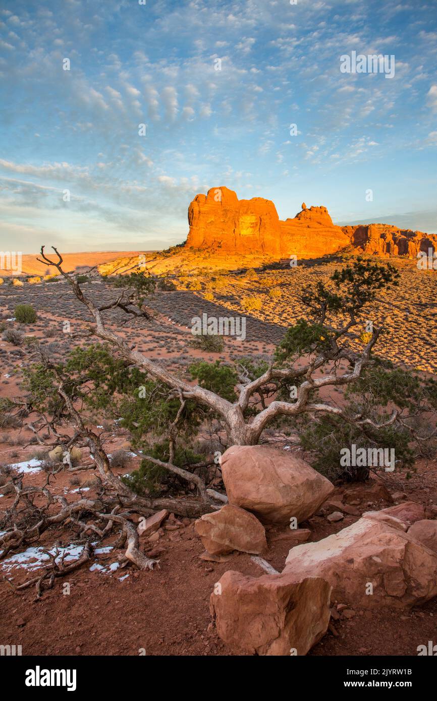 A pinyon pine tree in front of Ham Rock Butte, Arches National Park ...